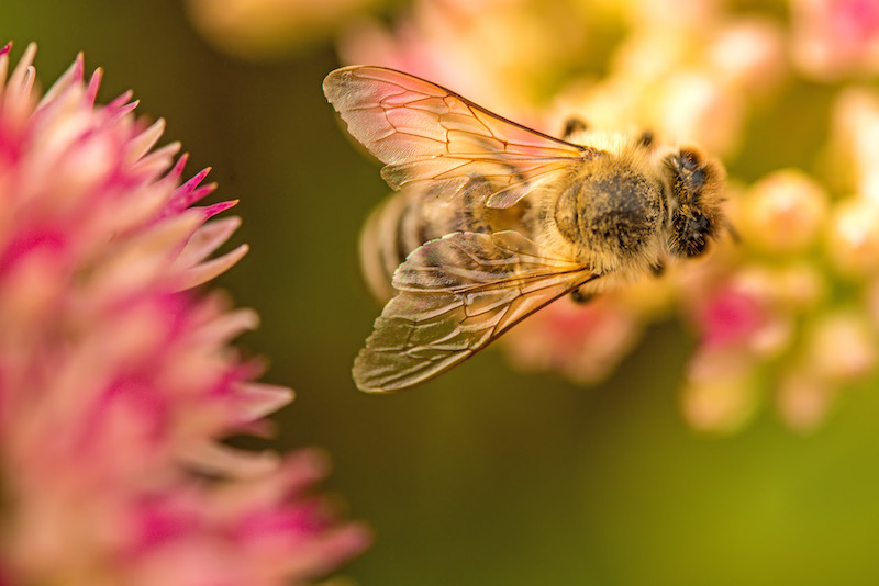 Here's what you need to know about bee stings and allergies | Allergy ...